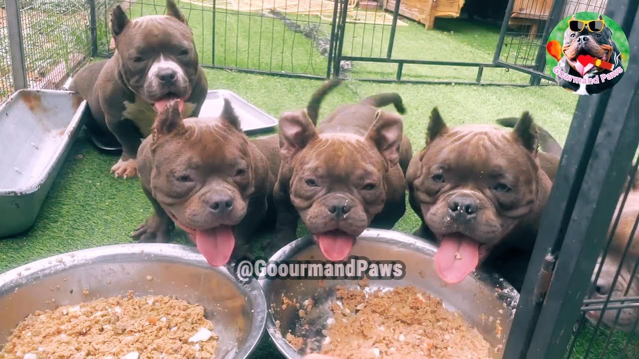 Fun and entertaining videos of dogs trying different foods, dogs are ...