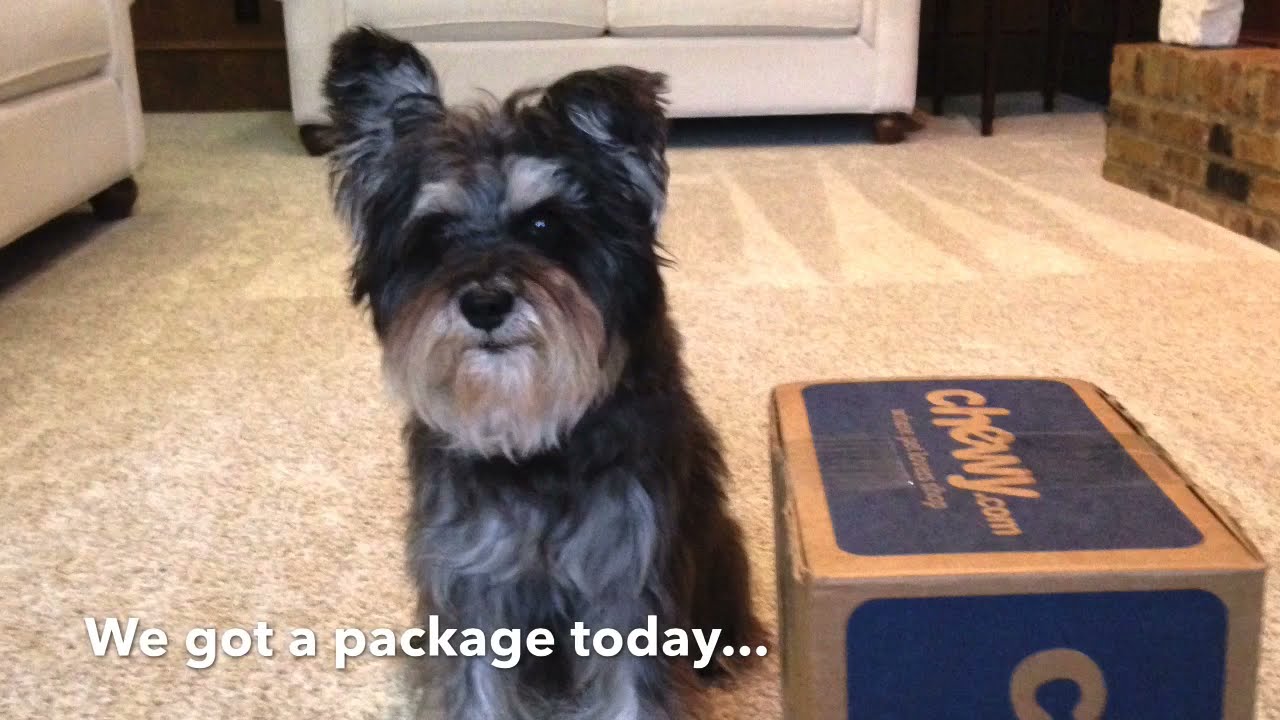 Dog gets to open a package! - YouTube
