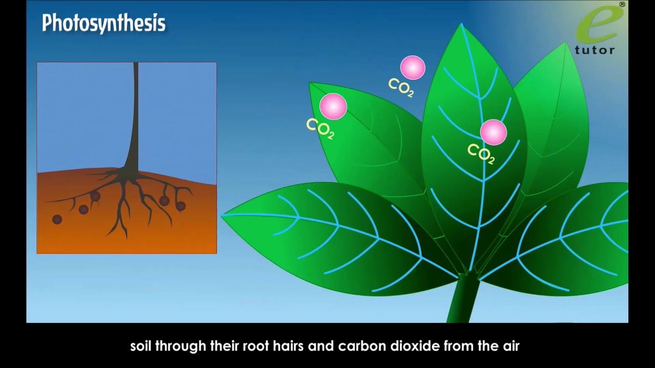 CBSE,ICSE,NCERT - Class 4 - EVS - Photosynthesis - YouTube