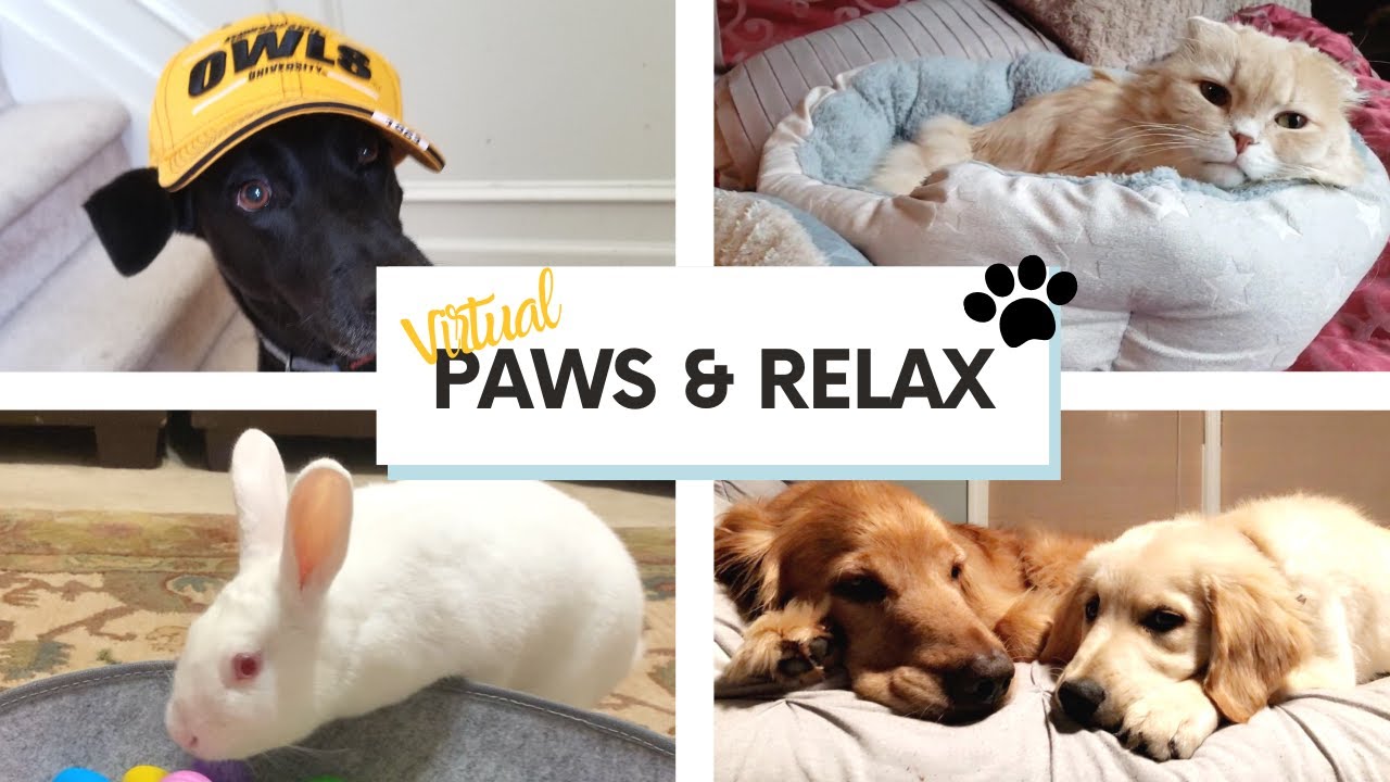 Virtual PAWS and Relax - Kennesaw State University - Spring 2020 - YouTube
