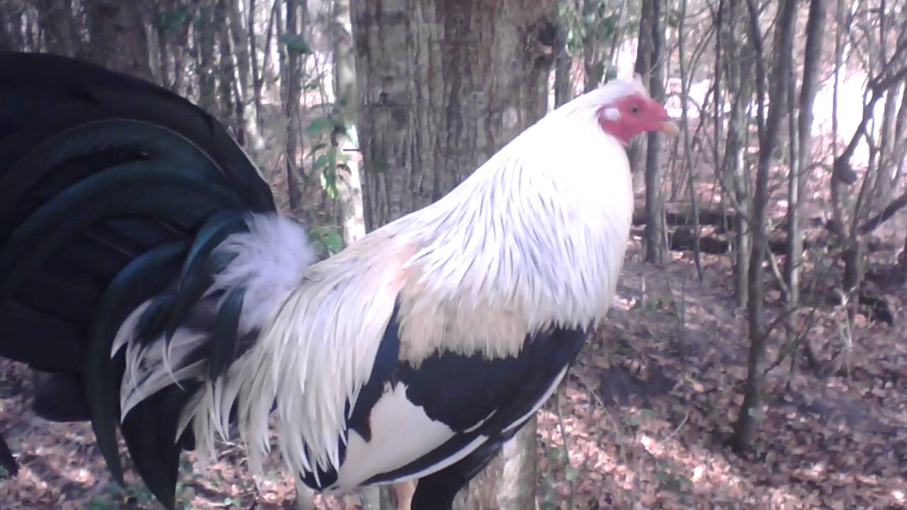 Grey Broodcock #1 - YouTube