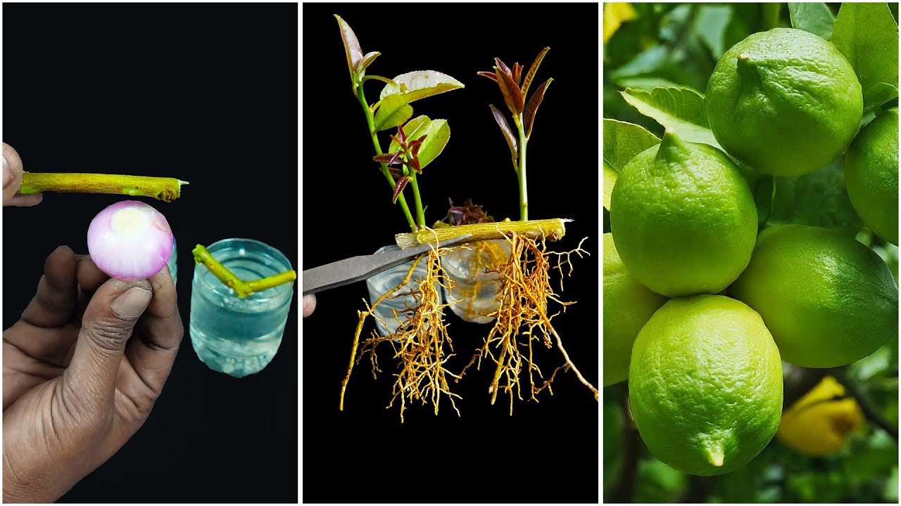 How to grow lemon plant at home from cuttings || Water method for ...