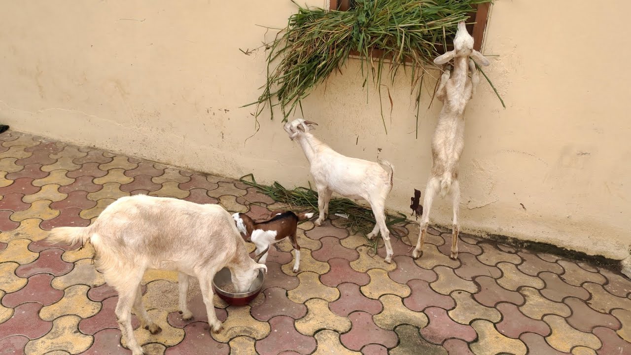 desi 2 bachche wali bakri in errakunta | desi pat & bantam bakra in hyd ...