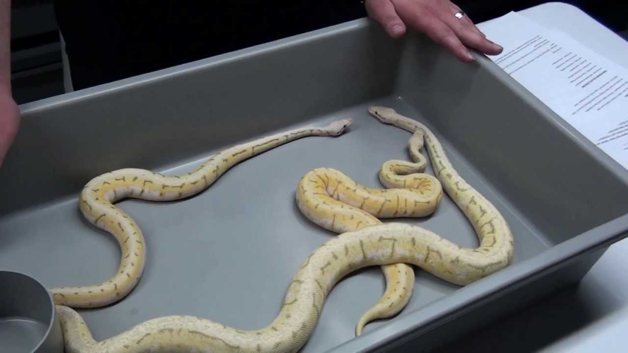 Killer Blast Ball Python