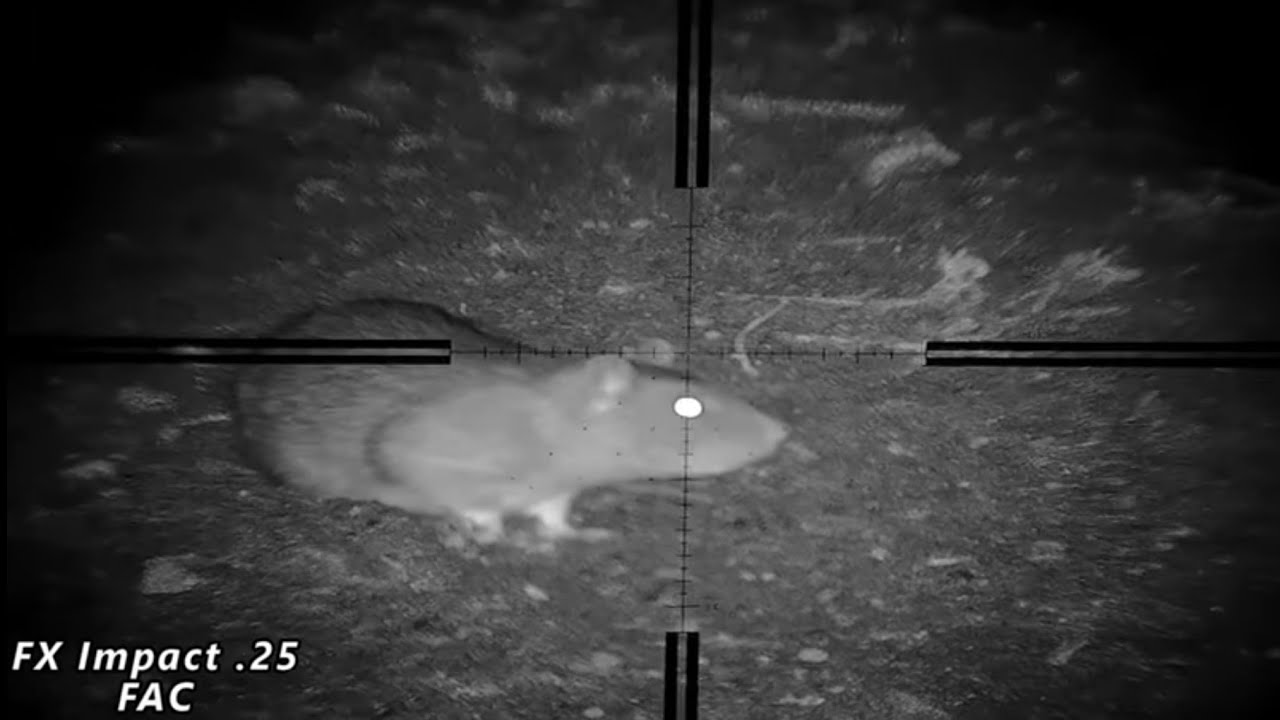 FARMYARD RATTING - RAT SLAMMING SLUGS!!! Session 21 - YouTube