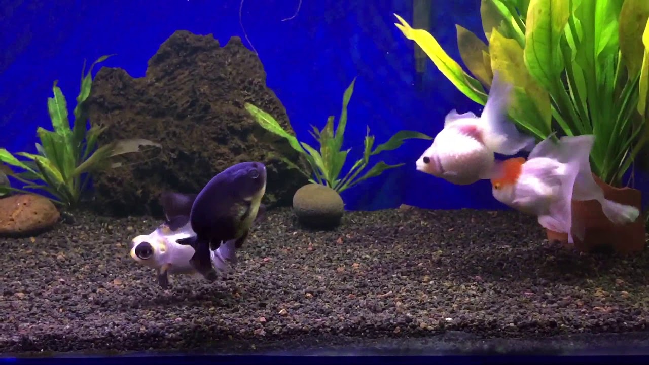 Goldfish (Moro panda, Ranchu, Escamas de perla Y Sello rojo) - YouTube