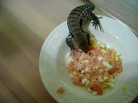 Argentine hybrid blue/red Tegu babies - YouTube