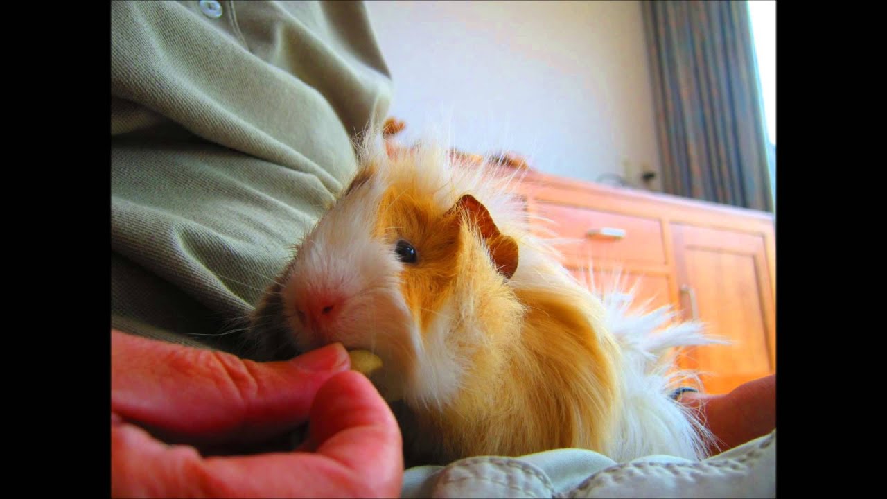 mijn cavia's en hamster - YouTube