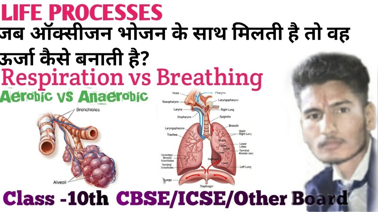 Class -10th Life Processes || Respiration in human beings ...