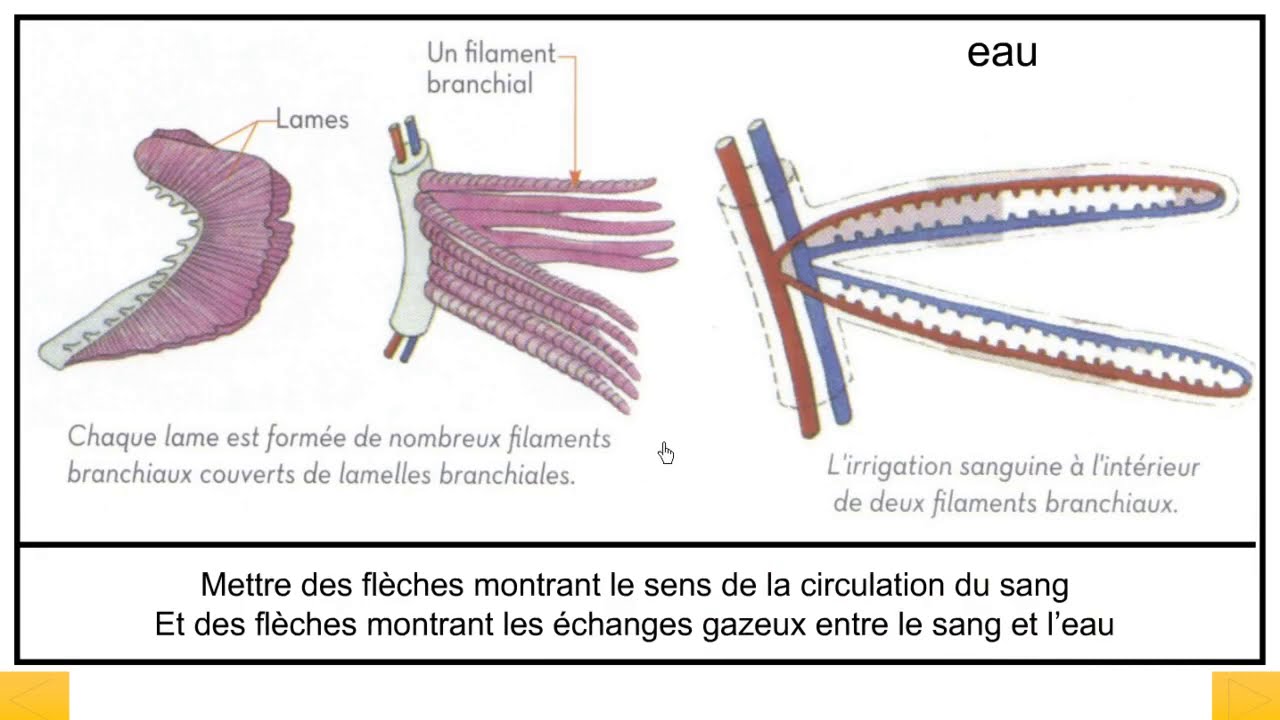 Respiration dans différents milieux ; Vidéo 4 : la respiration en ...