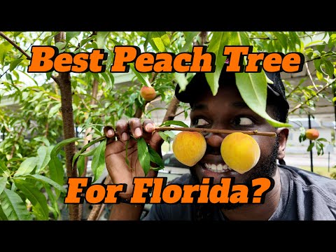 Best Peach Tree for Florida  Tropic Beauty Harvest & Review