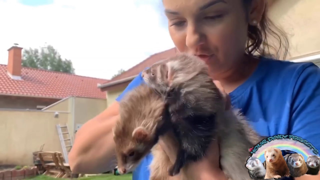 Why we love ferrets - YouTube