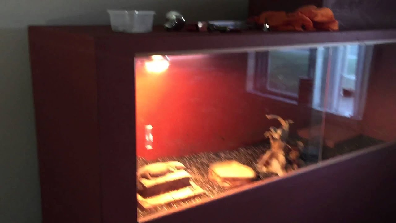 My awesome Savannah monitor enclosure - YouTube