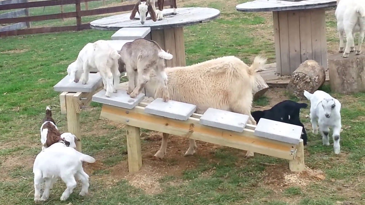 Goat Gym - YouTube