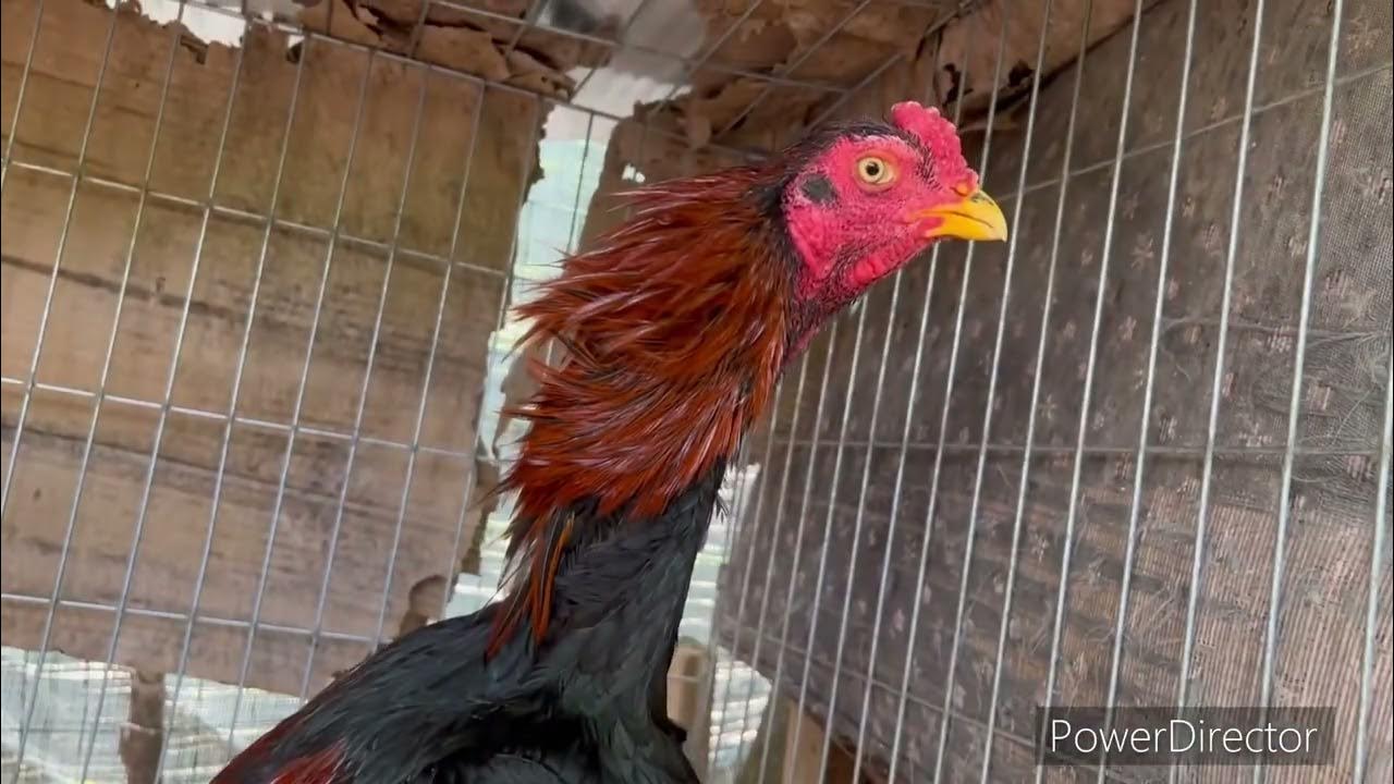 Update kuv cov Qaib - YouTube