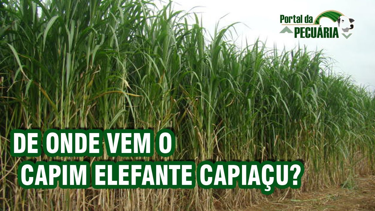 De onde vem o capim elefante capiaçu? - YouTube