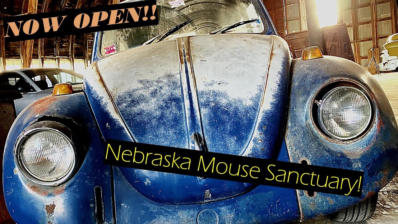 Beetle mania/mouse mayhem! - YouTube