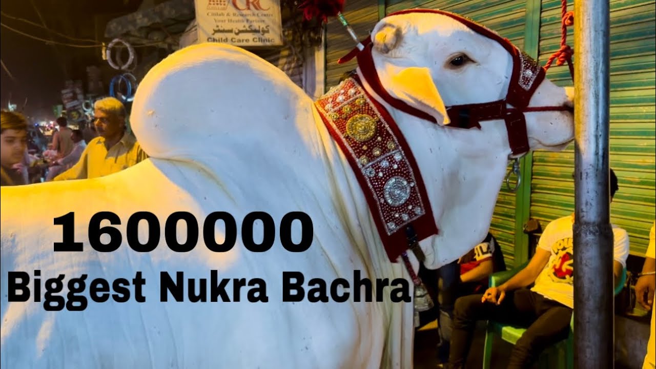 Nukra Bachra | 1600000 Demand | Ye Nahi Dekha To Kuch Nahi Dekha | Full ...
