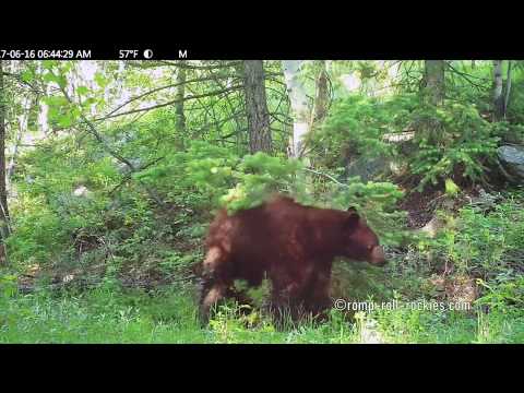 Tiny the Black Bear Survives Impalement (May-June, 2017)