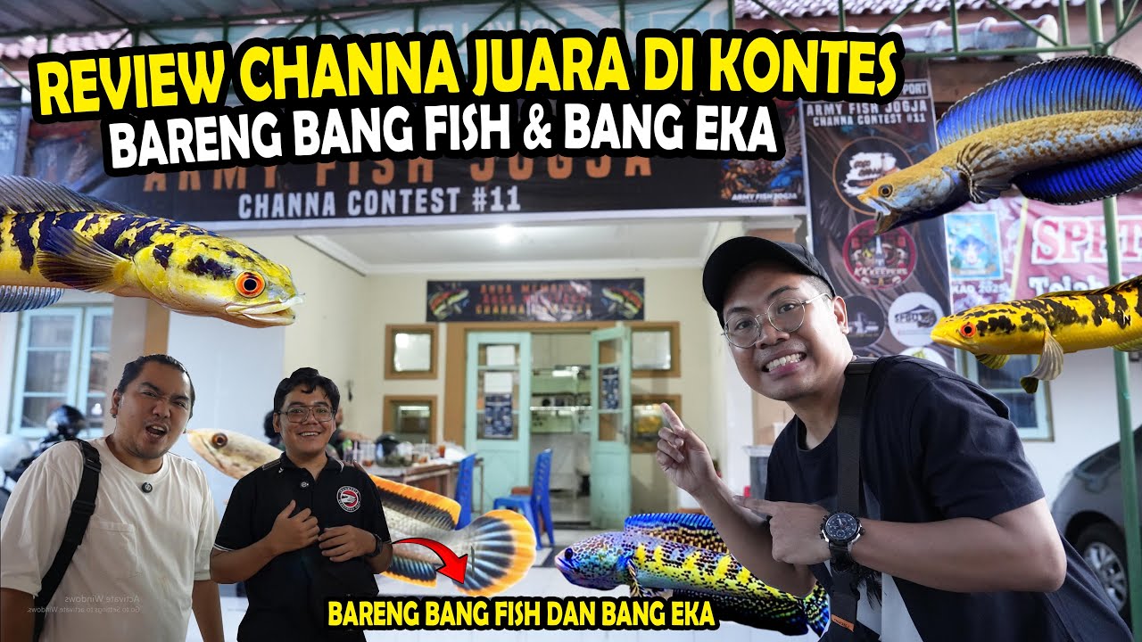 SERU!! REVIEW CHANNA JUARA BARENG BANG FISH & BANG EKA DI ARMY FISH ...
