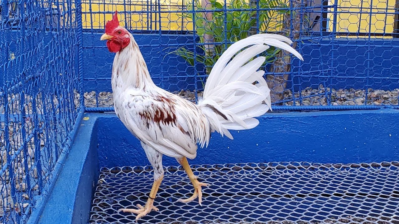 Gallo Canelo Con 6 Pelea Ganadas - YouTube