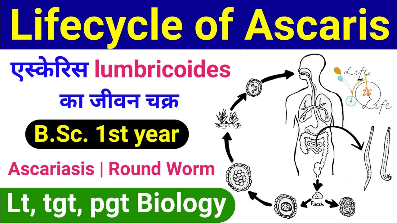 Roundworm Life Cycle
