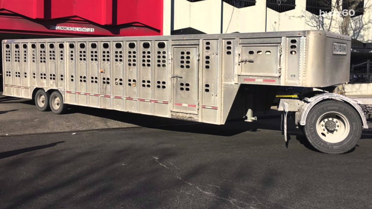 A cow and a goat try to escape slaughter in Queens, only one is rescued ...