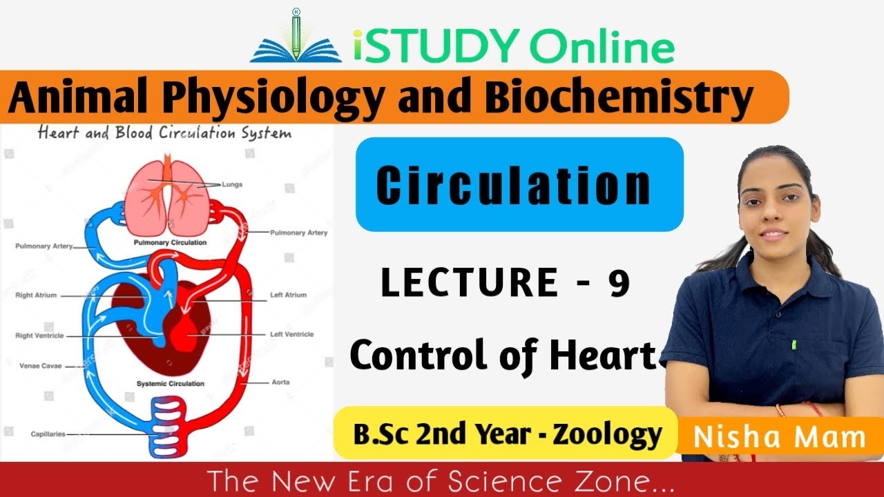 Control of Heart | lect-9|Circulation | Animal Physiology and ...