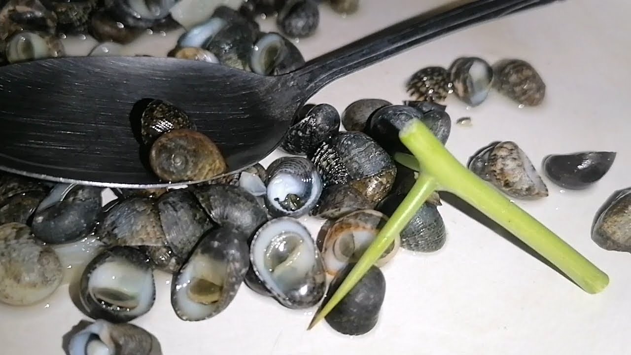 Anong Lamang Dagat ito Sobrang sarap Grabe!!!! ||Sea shells from ...