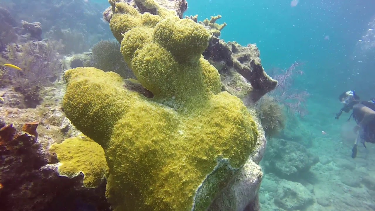 Key Largo French reef dive 1 HIGHLIGHTS - YouTube