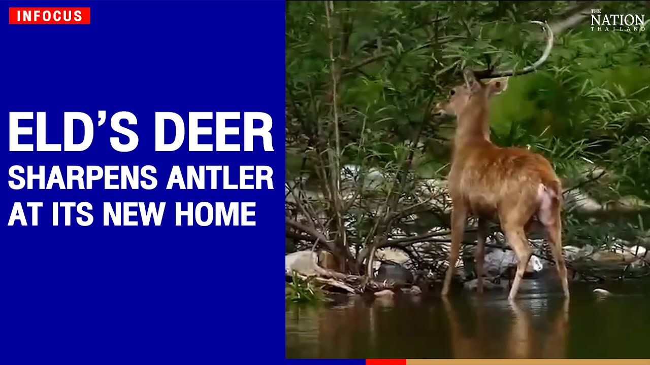 Eld’s deer sharpens antler at its new home in a wildlife sanctuary ...