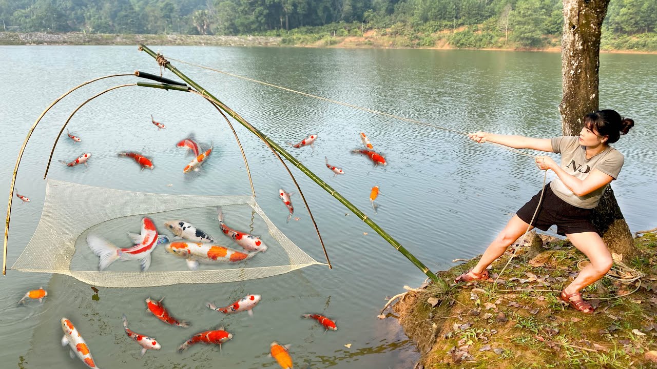 Fish trap video - How to make a fish trap whit bamboo, Colorful Koi ...