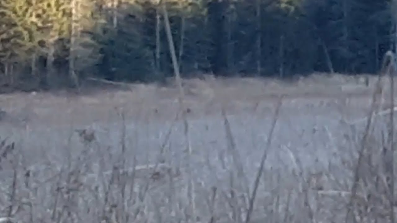 Vermont Coyote Hunting Nov 2 2019 - YouTube