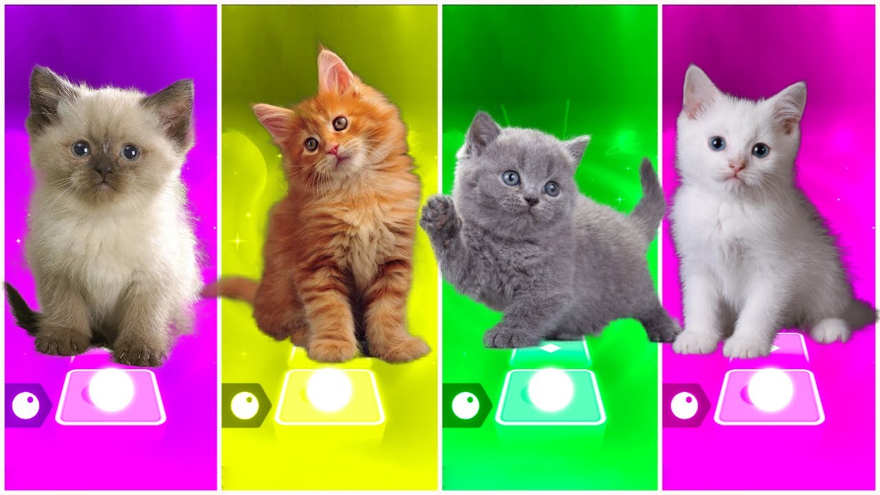 Cute Cats BTS vs Cute Cat Blackpink vs Cute Cat Astronomia vs Cute Cat ...