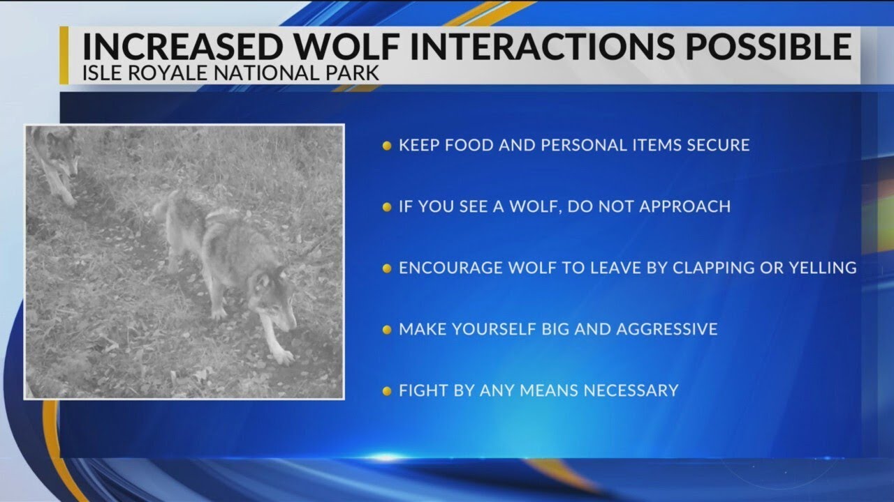 Increased wolf interactions possible at Isle Royale National Park - YouTube
