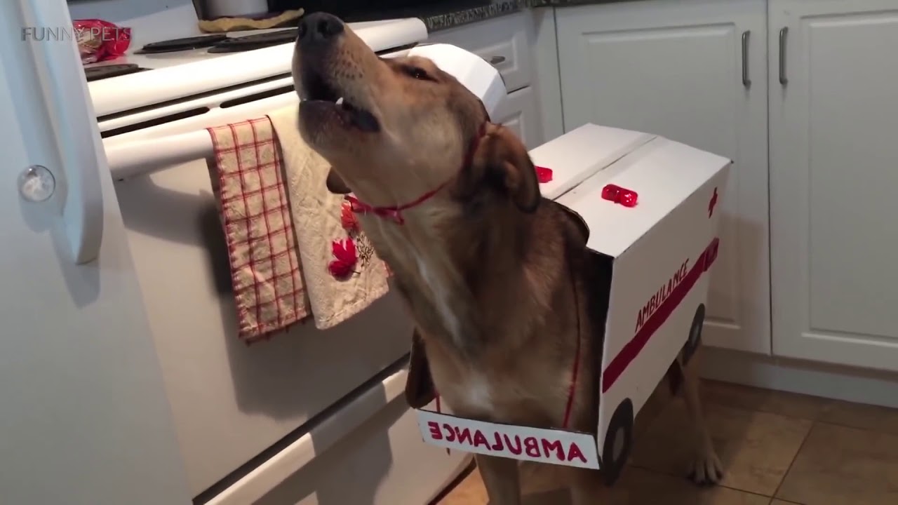 Funny dogs- Laugh laugh with the best rescue dogs - YouTube