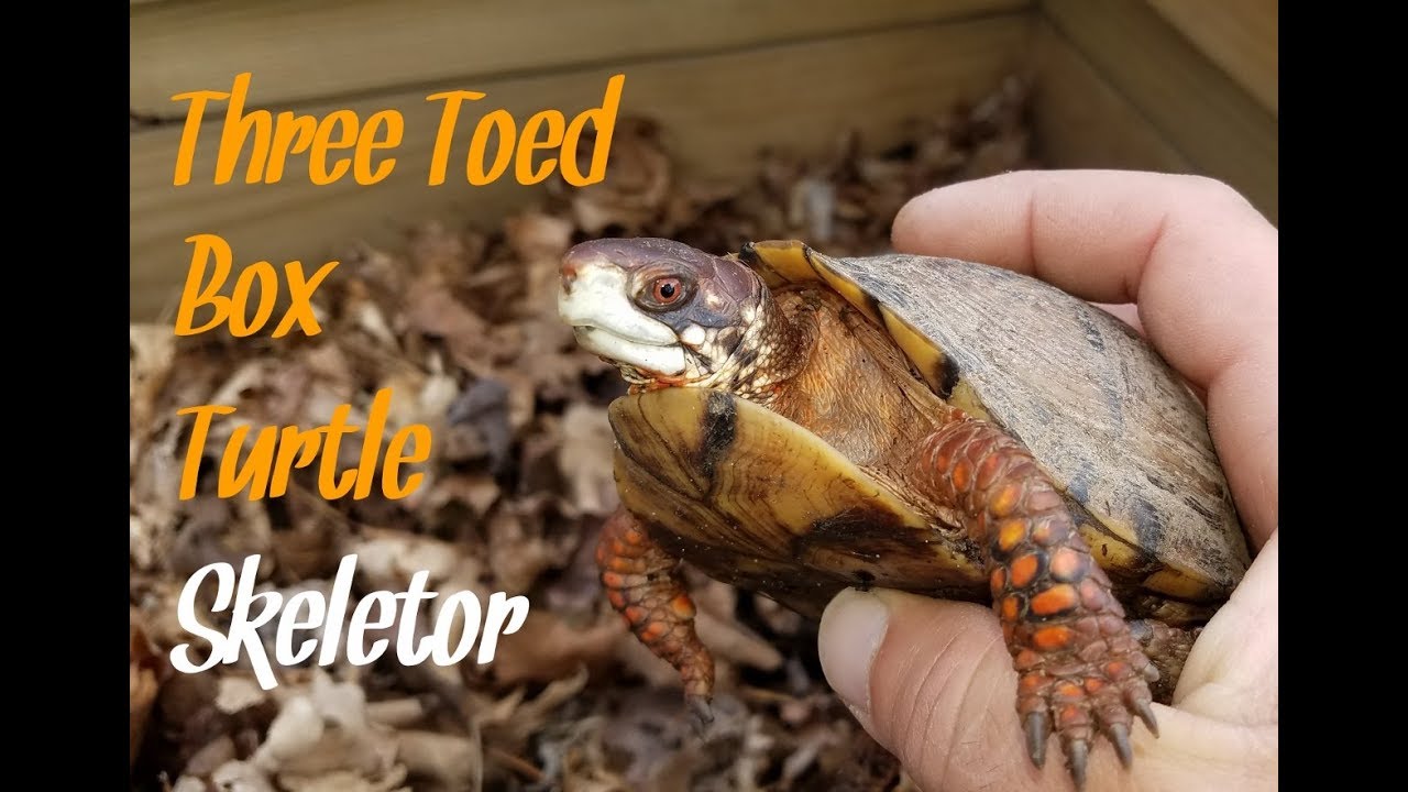 Gorgeous Male 3 Toed Box Turtle - YouTube