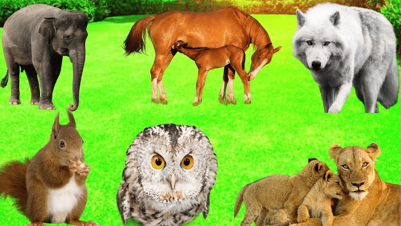 "🐱 Cat Meowing & Bird Chirping | Relaxing Animal Sounds from Farm ...