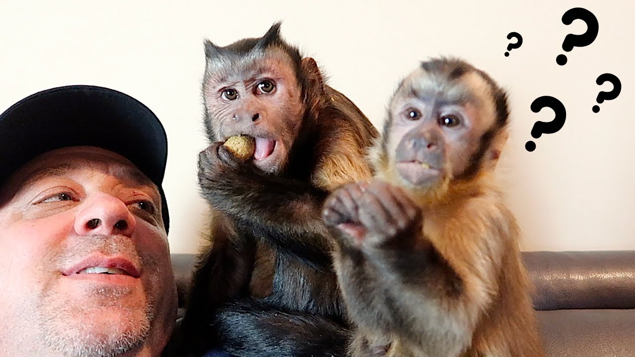 Capuchin Monkeys Diet