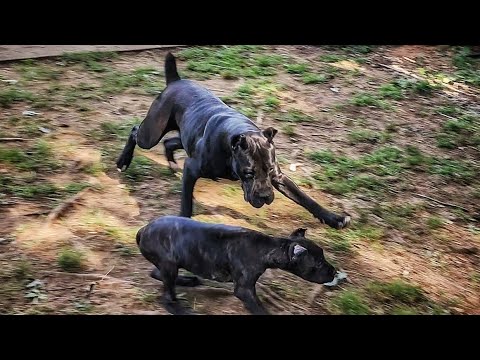 Cane Corso shows the dangers of unchecked prey drive - YouTube