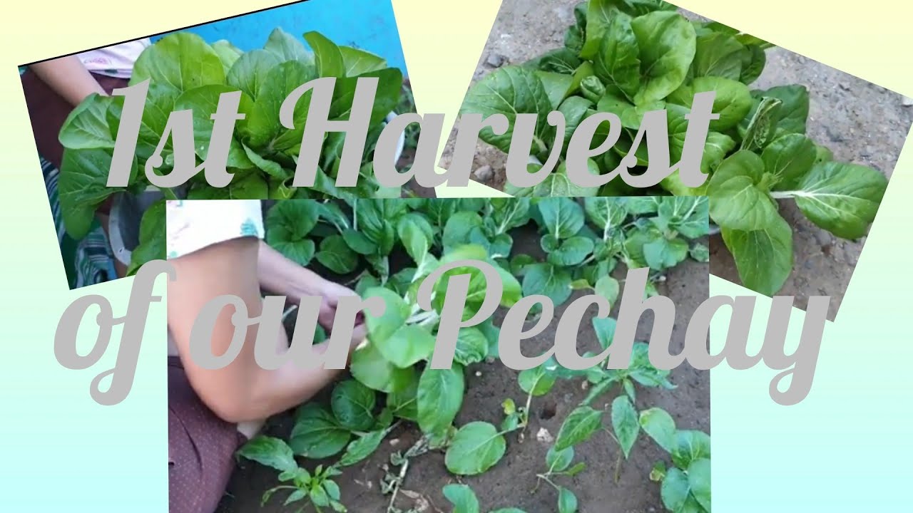 My Pechay First Harvest - YouTube