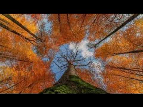 Relaxing musical journey: Autumnal trees - Calm music 🎶 - YouTube