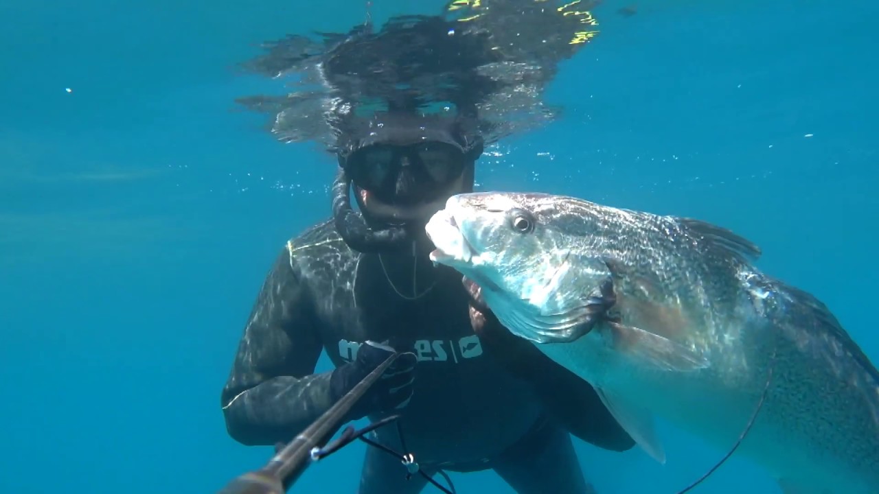 HUGE OMBRINA SPEARFISHING. GRANDE OMBRINA NELLE ACQUE LAZIALI. - YouTube