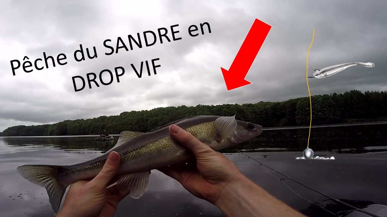 Pêche Du Sandre En Drop Vif Youtube