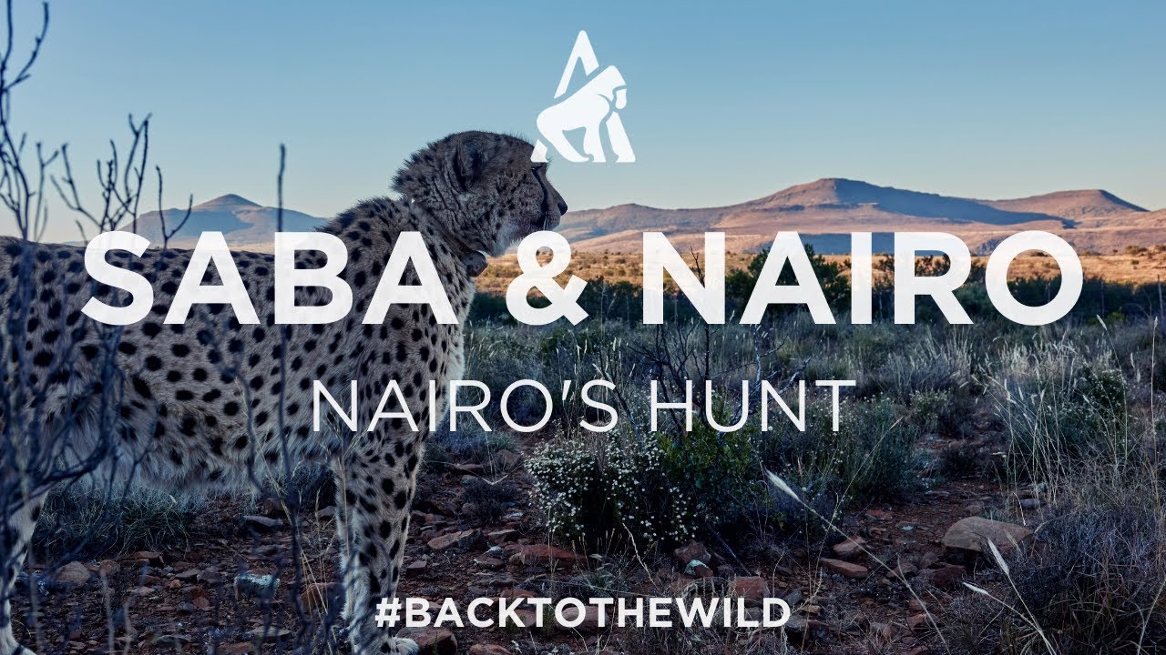 Nairo the rewilded cheetah chasing a springbok - YouTube