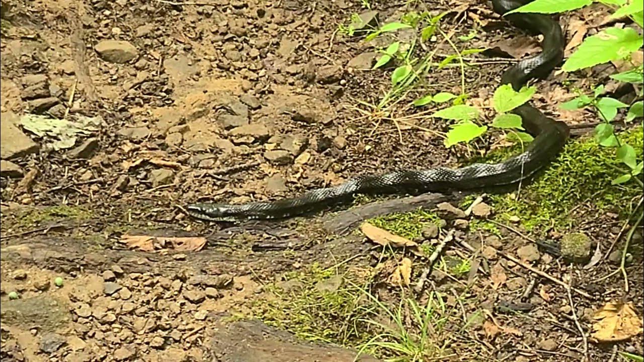 Black Snake - YouTube