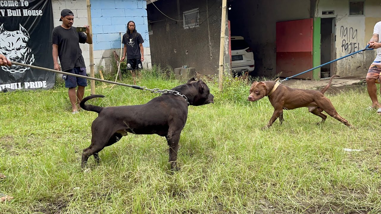 MUSSO VS ANJING GALAK ‼️ ADU LOMPATAN - YouTube
