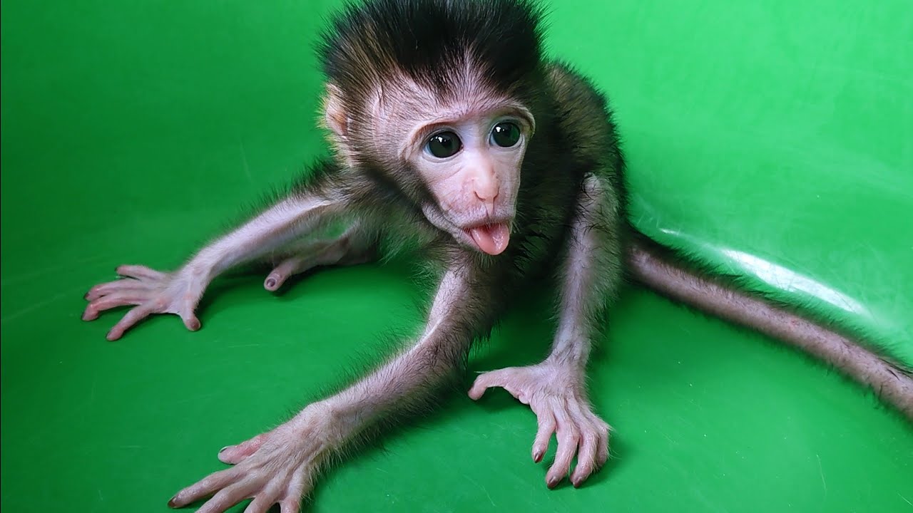 BABY MONKEY kecil waktunya mandi - YouTube