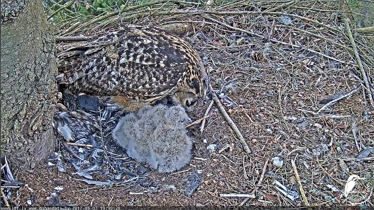 17/05/07 19h24m Eurasian Eagle Owl~Fluffy feather balls get food~ - YouTube