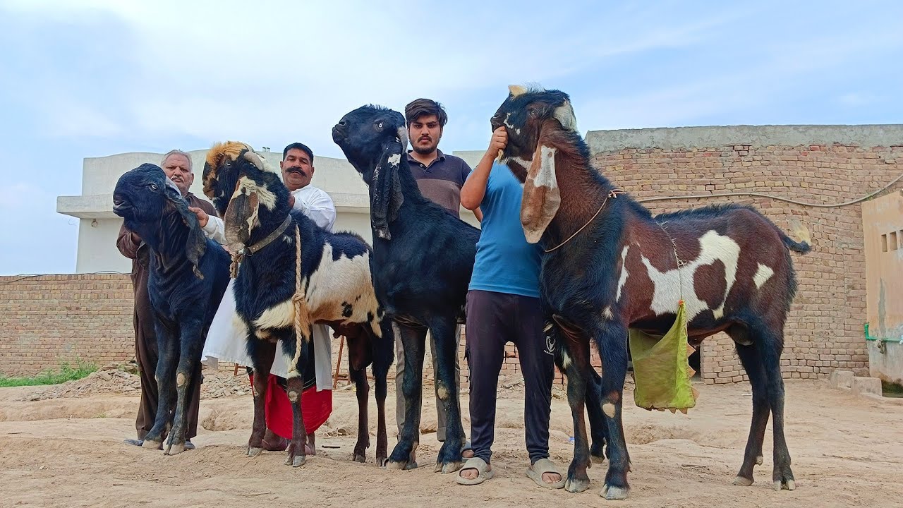 Heavyweight Category Waly Bkray- Heavyweight Bucks - Big Goats 2025 ...